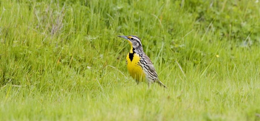 Meadowlark