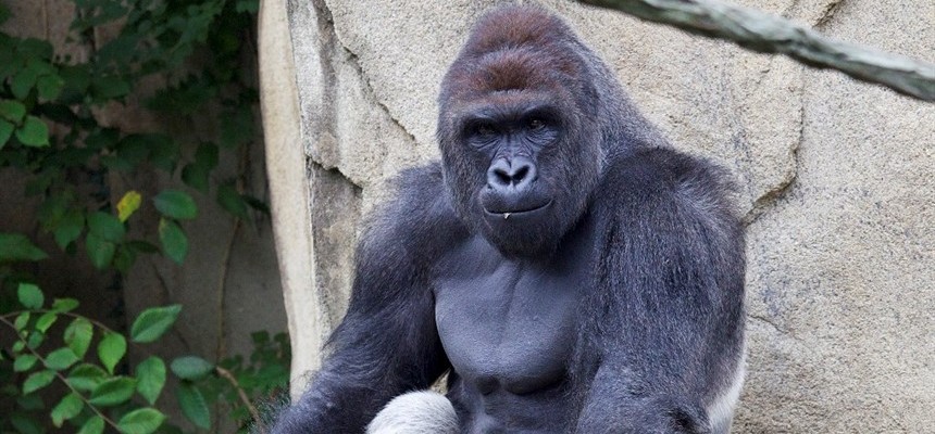 Fitting Harambe into Genesis