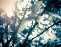 Rediscover Jesus Day 1